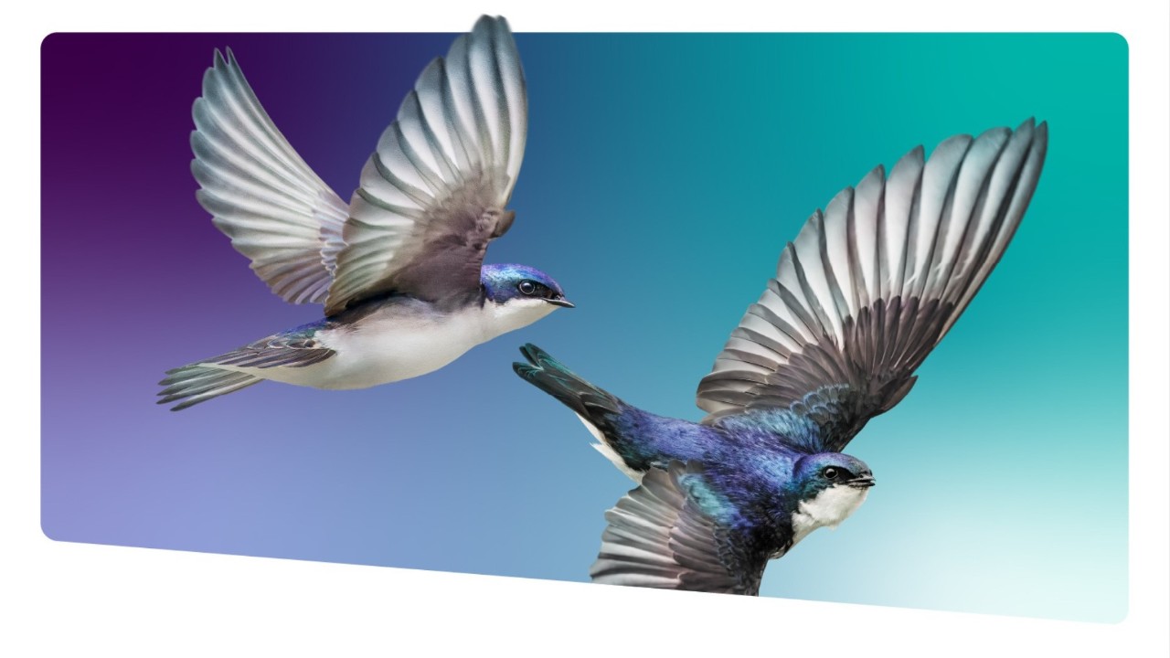 WestJet and TELUS unite rewards programs to bring more value to ...